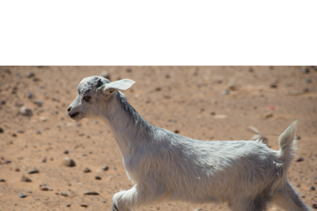 SCAPEGOAT, AZAZEL, AND THE ATONEMENT - Pillar Seminary